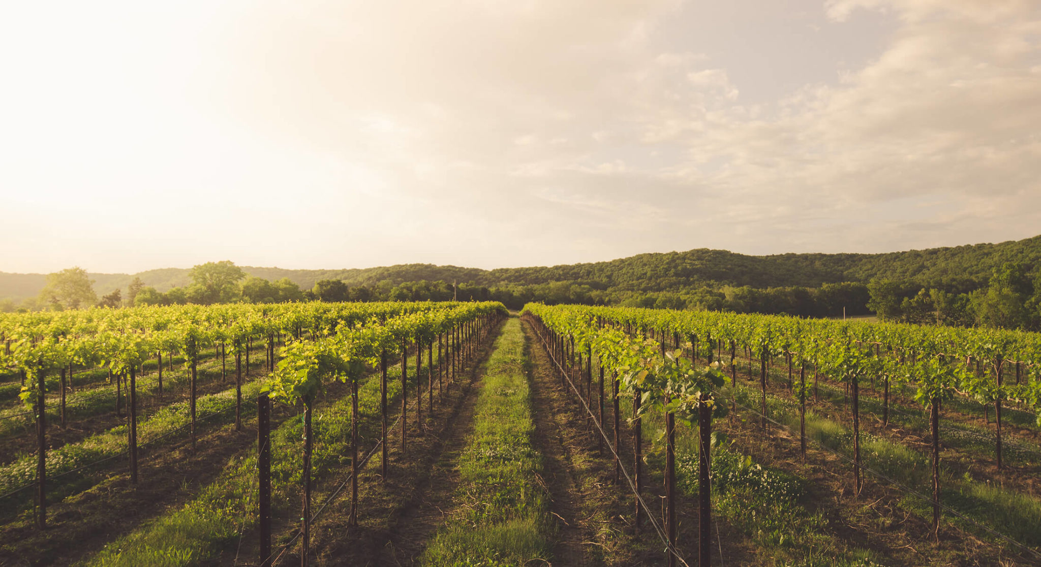 Visit Augusta, Missouri | America's First Wine Region