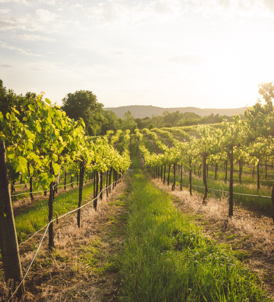 Visit Augusta, Missouri | America's First Wine Region
